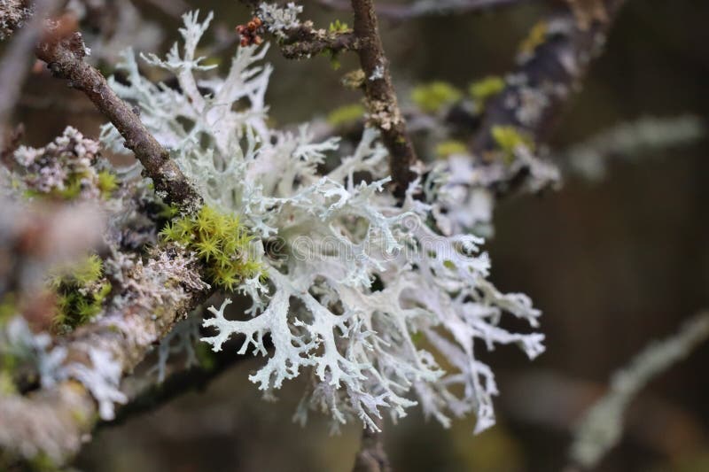Oakmoss Lichen and Star Moss Stock Photo - Image of prunastri, white ...