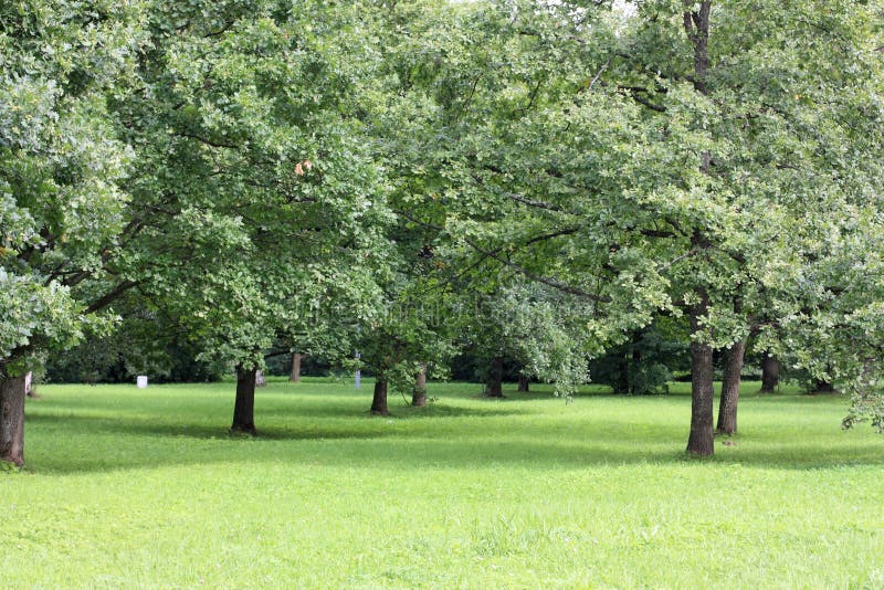 Oaks stock photo. Image of nature, summer, stem, outdoors - 6413988