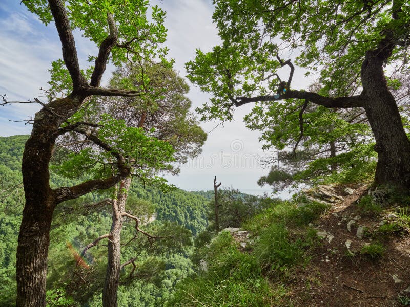 Oak Grows on a Cliff Under Which a Green Forest Grows Stock Image ...
