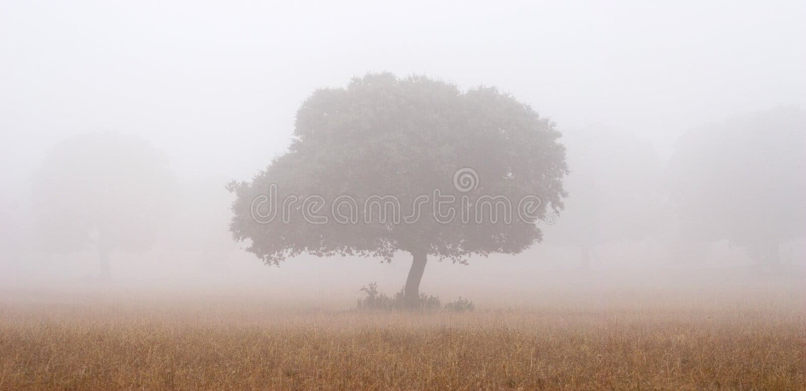 Single Tree at Foggy Misty Forest of Africa Stock Image - Image of dark ...