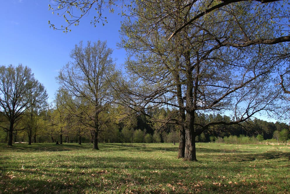 Oakwood stock image. Image of tree, outdoor, forest, leaf - 28825363