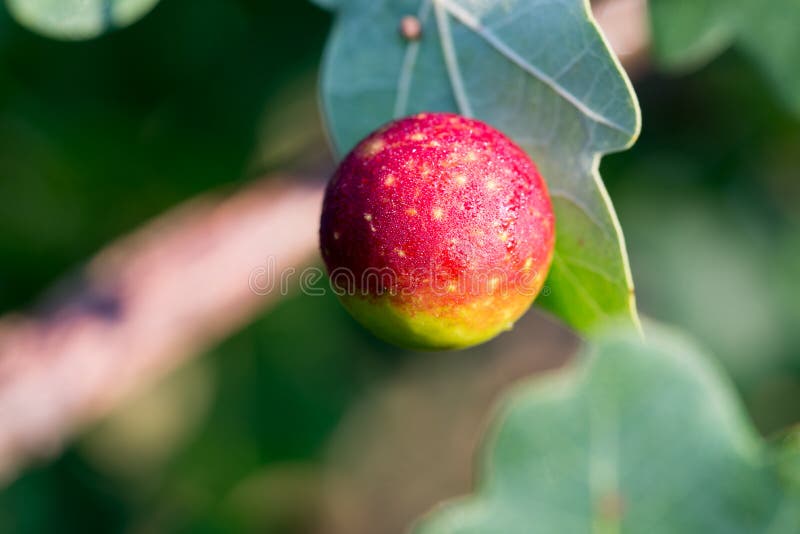 Oal leaf with gall closeup stock image. Image of closeup - 156827249