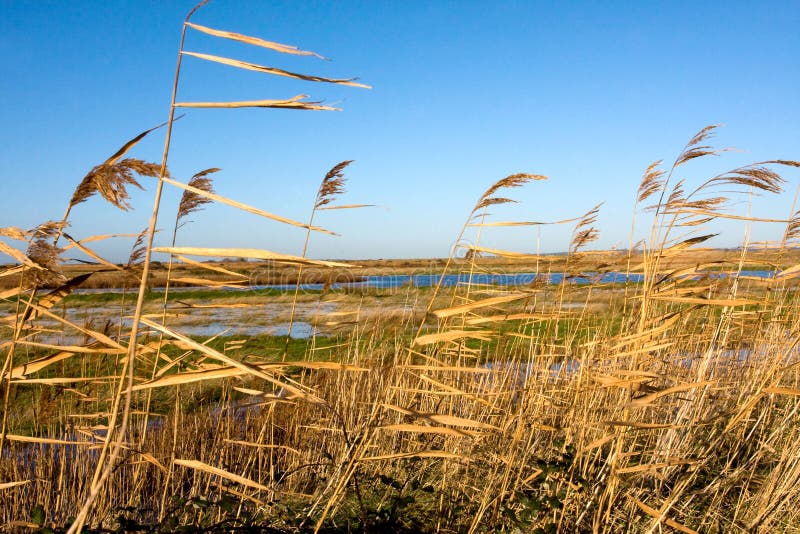 Oare marshes in Kent stock image. Image of marshes, england - 28423499