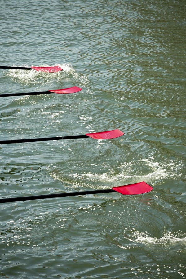 Oars in the Water stock photo. Image of line, rowing, ripple - 2307798