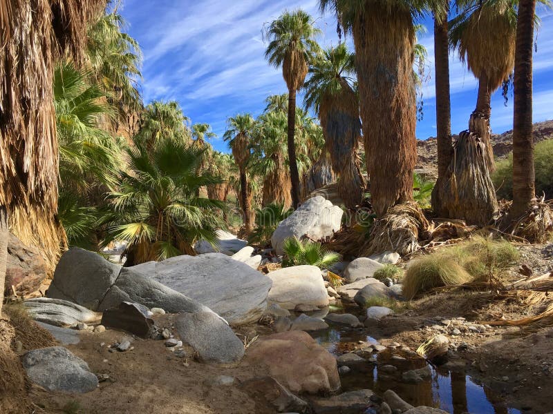 Oase stock afbeelding. Image of palm, droog, californië - 105072483