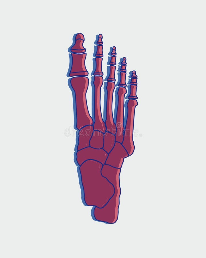 Oase de picior 4 stock vector. Ilustrare din desen, cercetare - 79540227