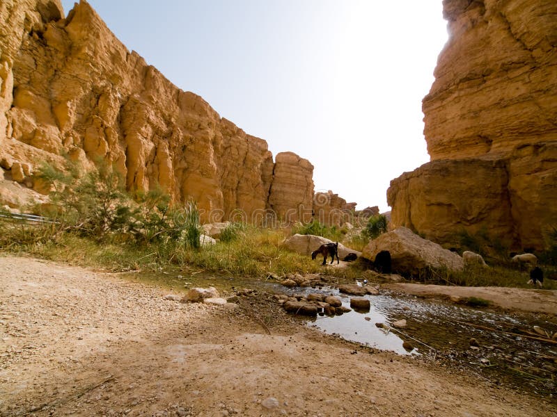 Oase in de woestijn stock foto. Image of libisch, heuvel - 31573462