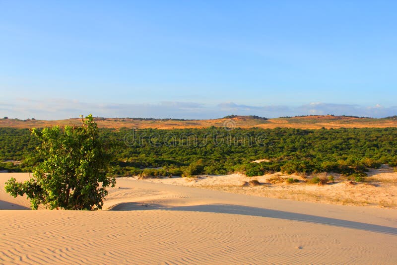 Oase in woestijn stock foto. Image of egypte, marokko - 35461674