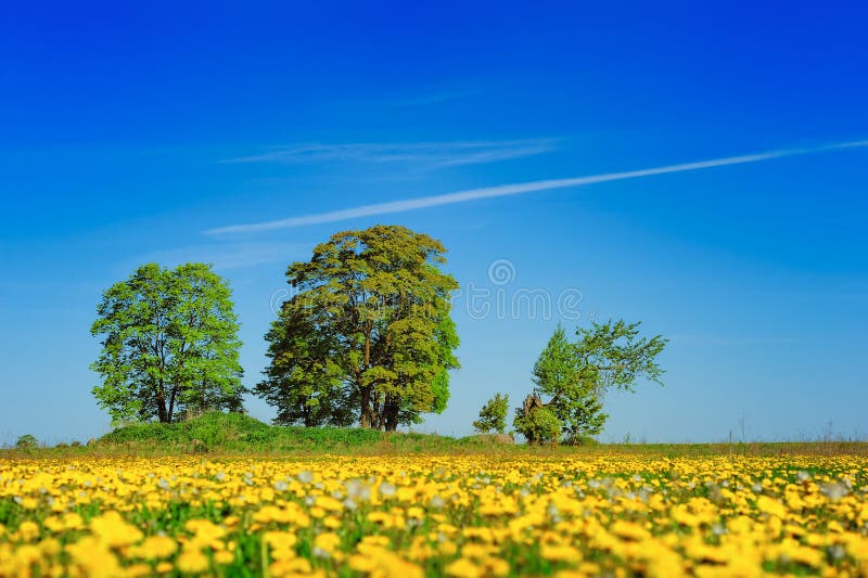 Oasis stock image. Image of plain, rural, grass, cloud - 11230725