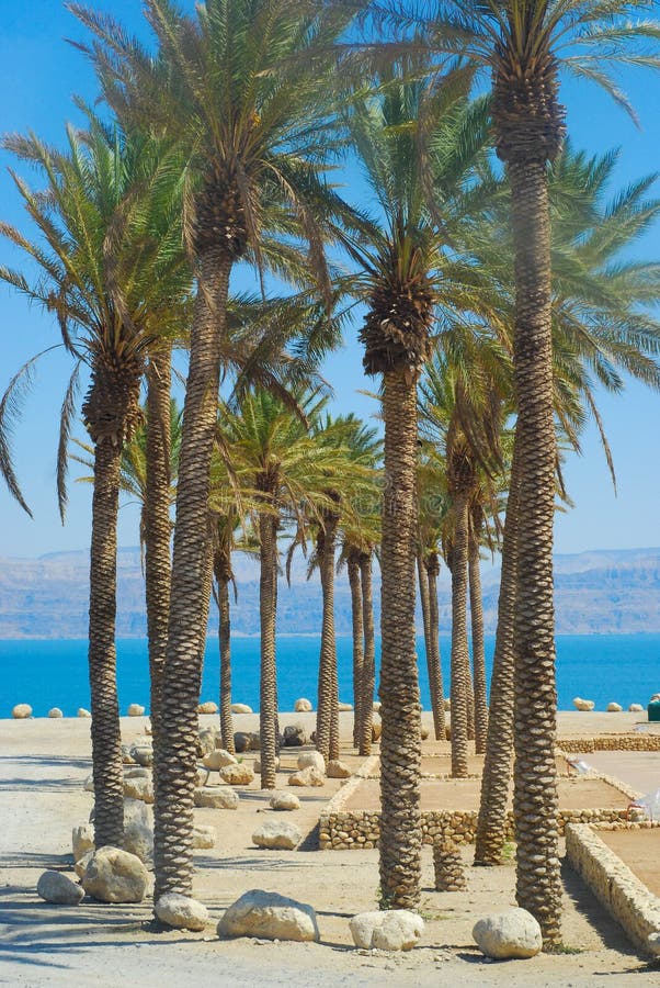 Oasis stock image. Image of vacation, unique, relax, travel - 12104757