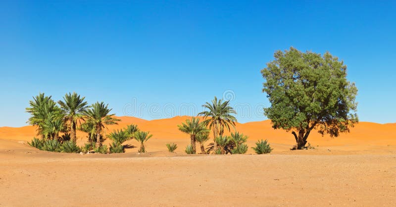 Tree at an Oasis at the Arab Desert Stock Photo - Image of desert, hill ...