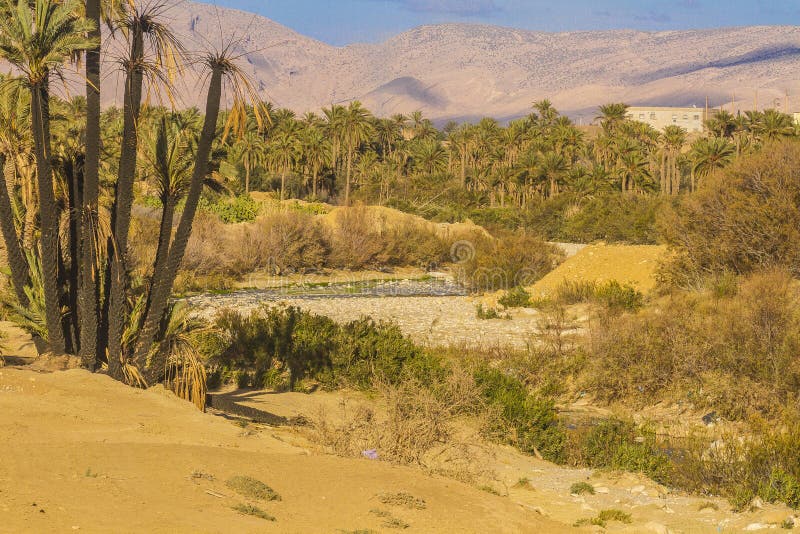 Oasis imagem de stock. Imagem de estrada, ambiente, planta - 72446717