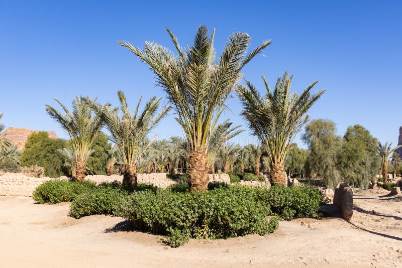 The Oasis of Al Ula in Saudi Arabia Stock Image - Image of arabian ...