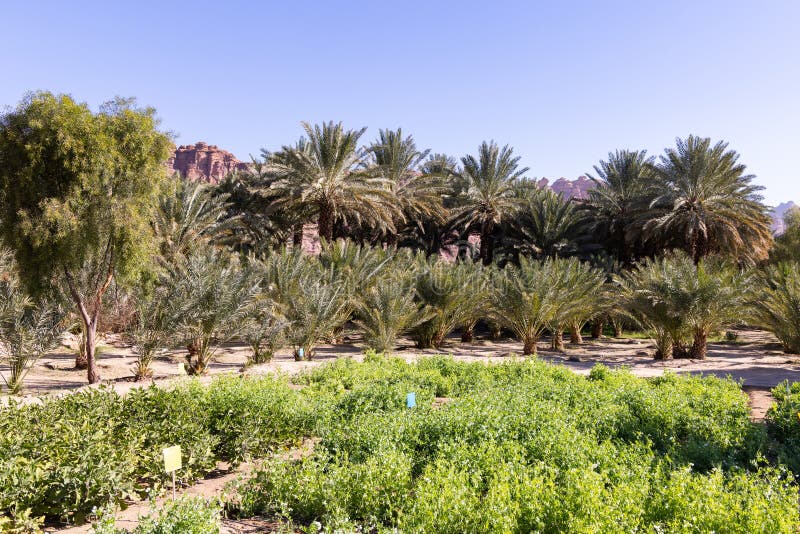 The Oasis of Al Ula in Saudi Arabia Stock Image - Image of beautiful ...