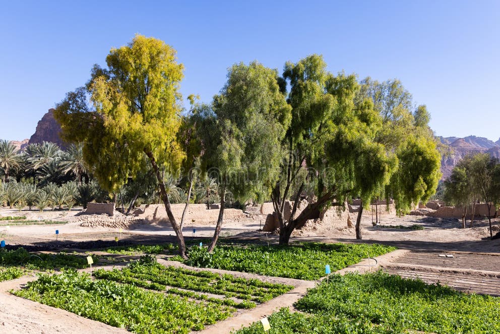 The Oasis of Al Ula in Saudi Arabia Stock Image - Image of saudi ...