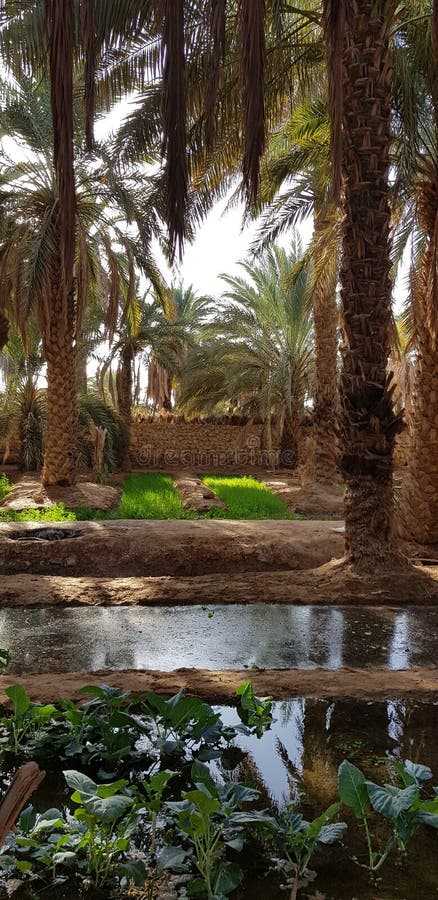 930 Oasis Algeria Stock Photos - Free & Royalty-Free Stock Photos from ...