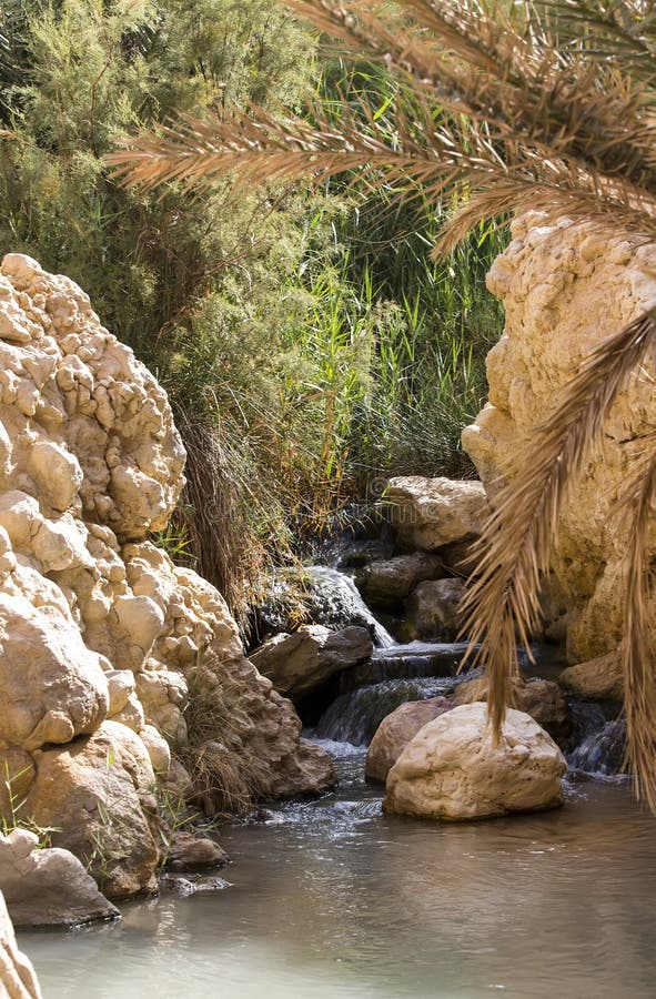 Palm Trees Over Small River in Desert Oasis Stock Photo - Image of ...