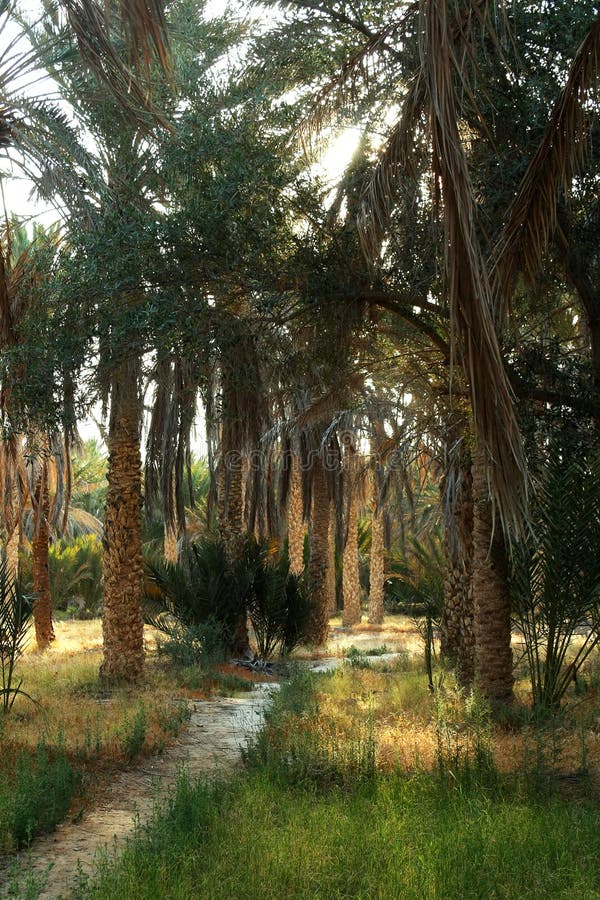 Oasis Avec Le Palmier Dattier Photo stock - Image du accroissement ...