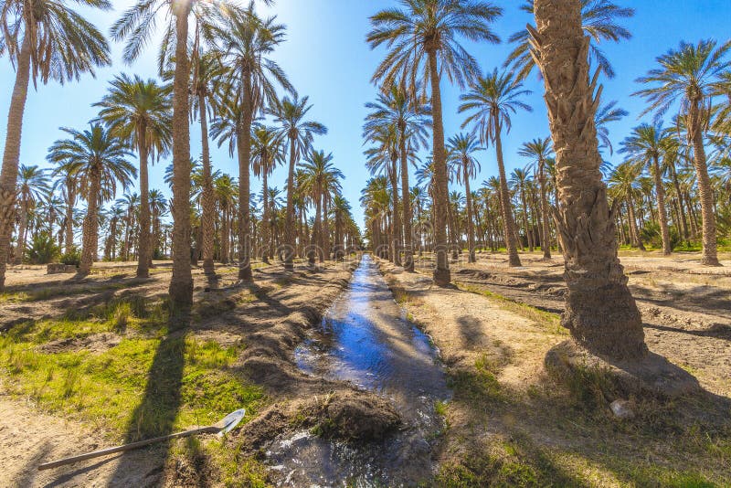 930 Oasis Algeria Stock Photos - Free & Royalty-Free Stock Photos from ...