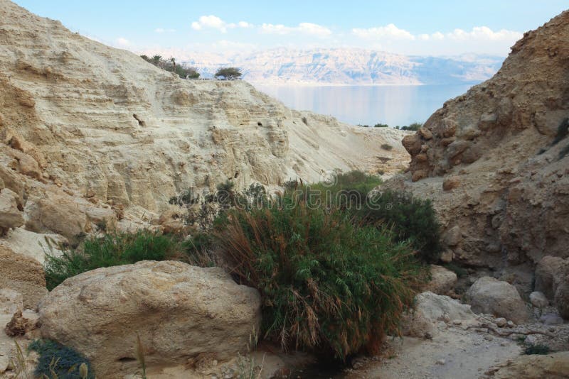 Gedi Israel Del Ein Del Cabra Montés Y Del Pájaro Imagen de archivo ...