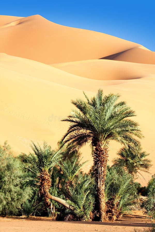 Oasis in desert stock image. Image of environment, peaceful - 22019537