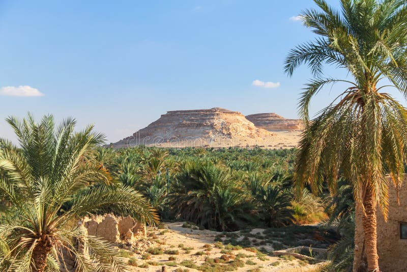Oasis stock image. Image of plants, israel, vegetation, negev - 73357