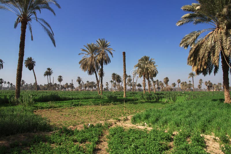 Oasis in Desert in Amarna, Egypt, Africa Stock Image - Image of cairo ...