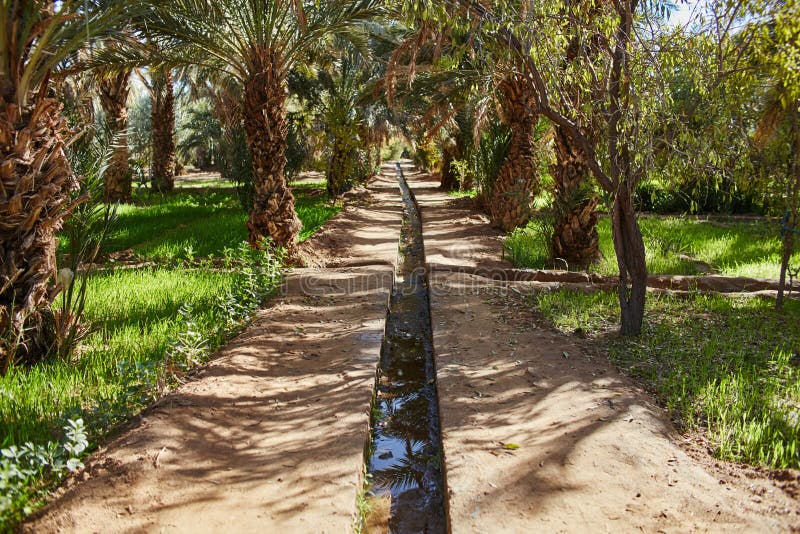Oasis in the Desert. Irrigation of Land in the Sahara Sands Stock Image ...