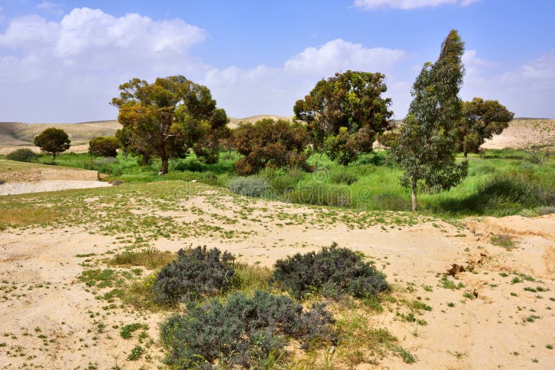 Oasis in the desert stock photo. Image of sunlight, negev - 58904722