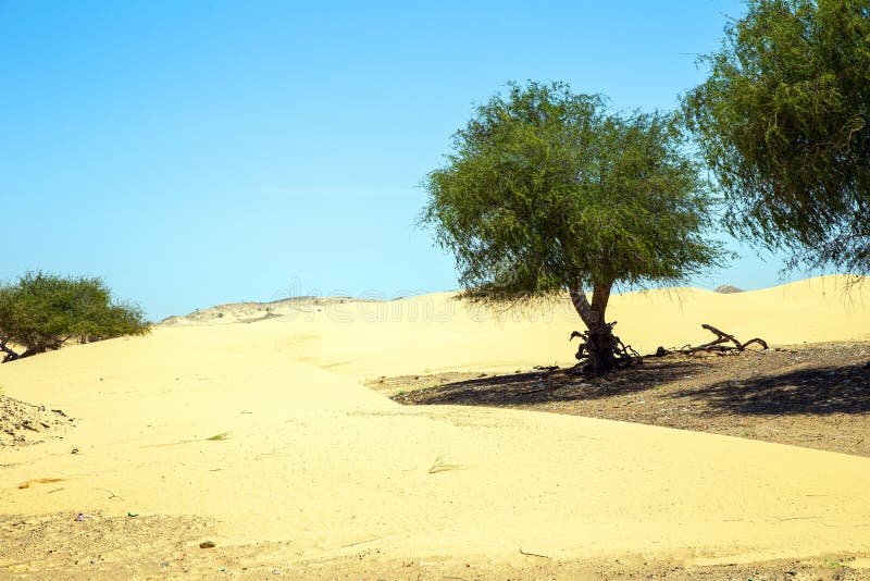 An Oasis with Green Trees in Middle of Sandy Desert on a Hot Summer Day ...
