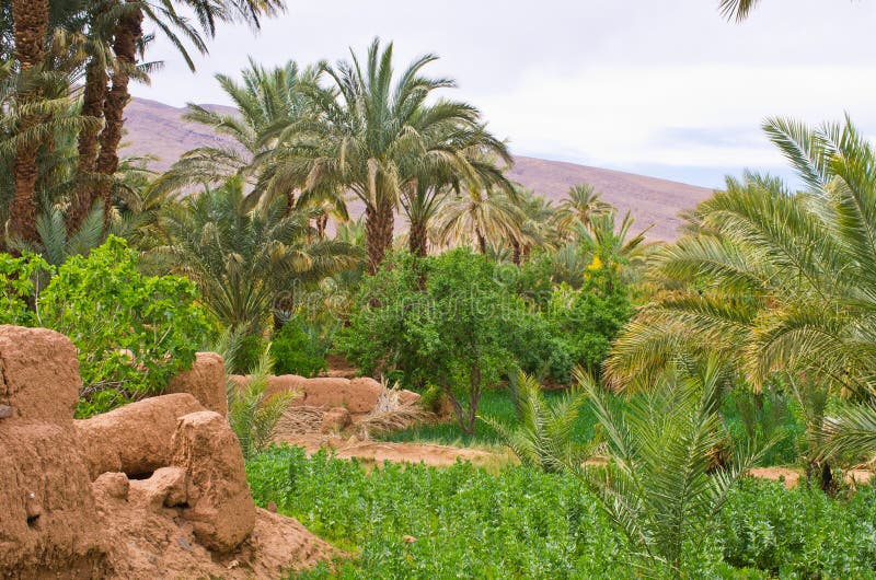 Oasis in Morocco stock image. Image of heritage, exploration - 75490281
