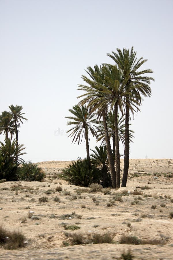 Oasis with palms stock image. Image of journey, sunset - 10543667