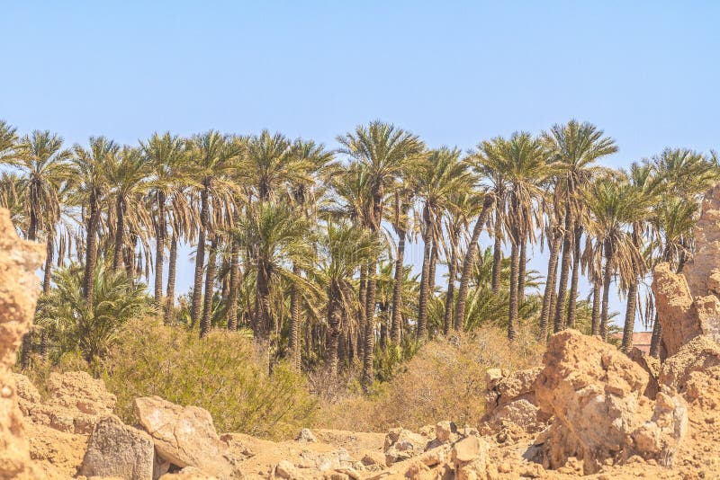 Oasis stock photo. Image of algerian, countryside, aride - 68559572