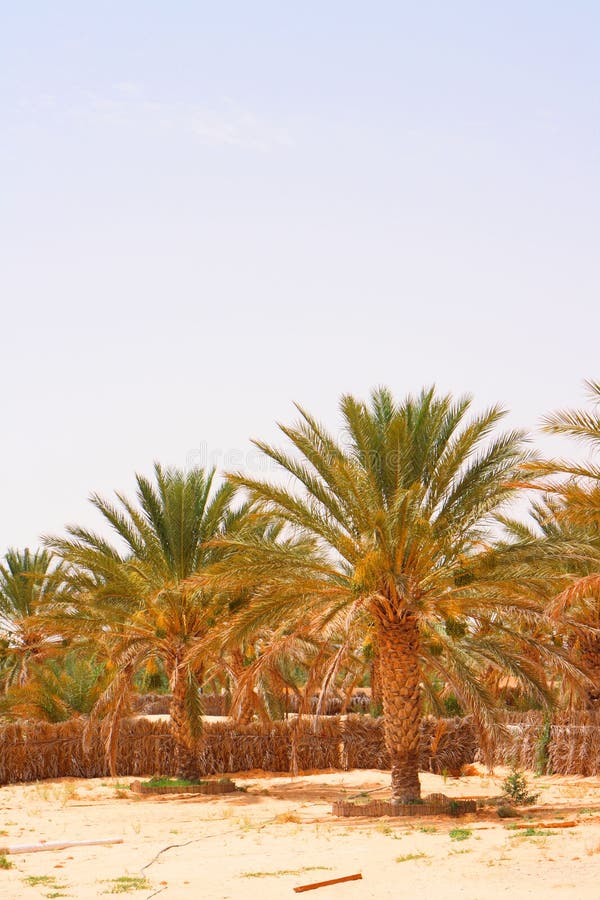 Oasis on tjerba stock photo. Image of sand, palm, summer - 97518088