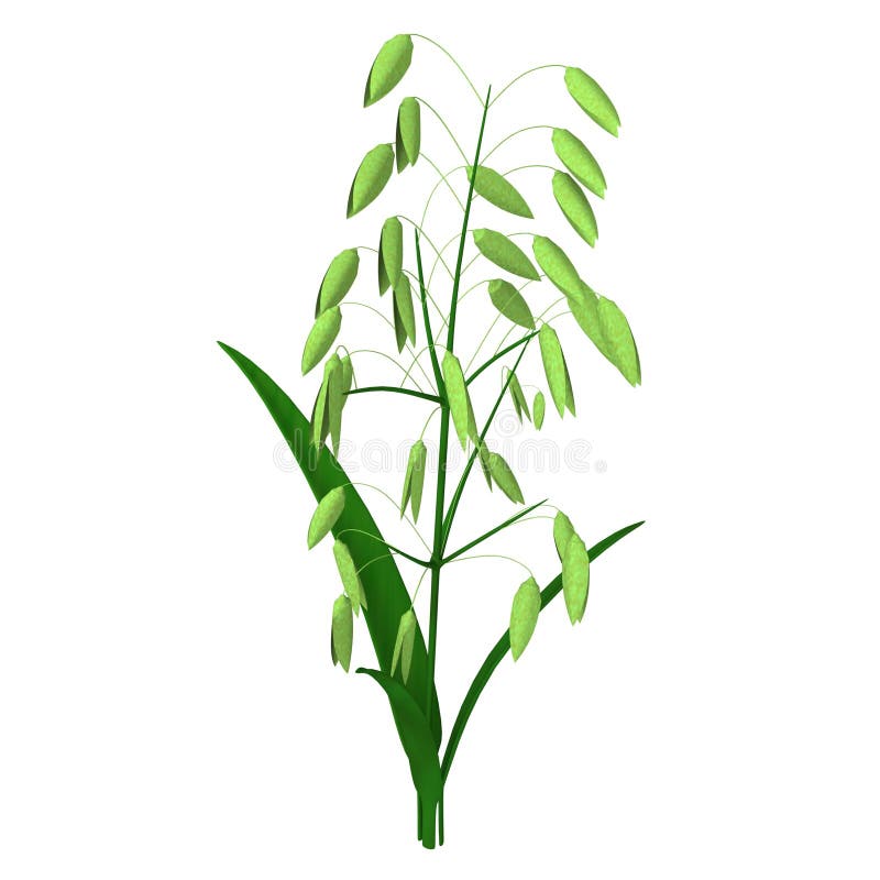 Oat Plant Stock Illustrations – 13,722 Oat Plant Stock Illustrations ...