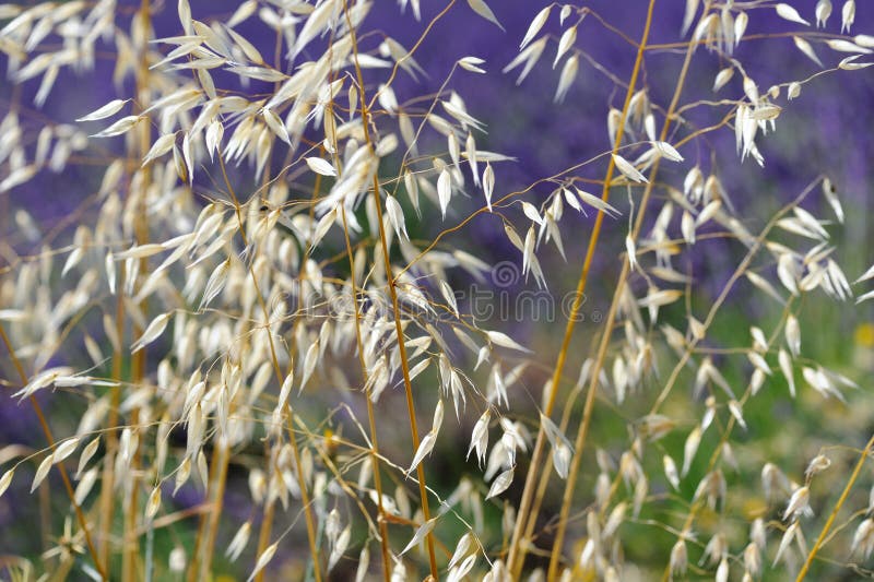 Oat stock image. Image of france, stem, tree, cereal - 12106517