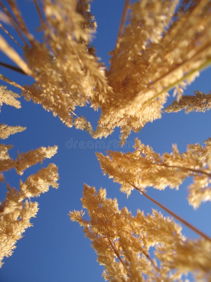 Oat stock photo. Image of spring, gold, fields, feather - 1256282