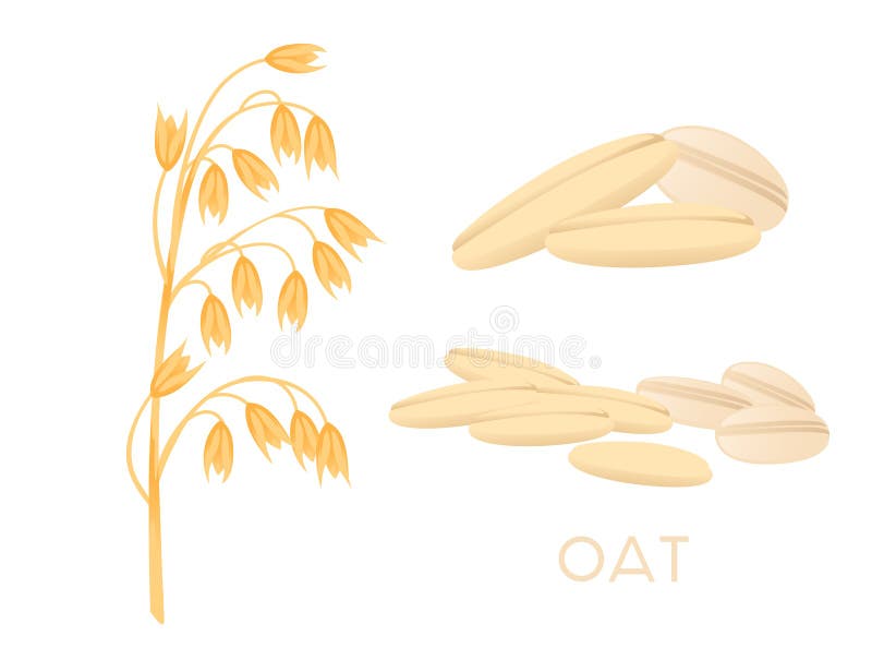 Oat Agriculture Plant with Ears Grain Vector Illustration Isolated on ...
