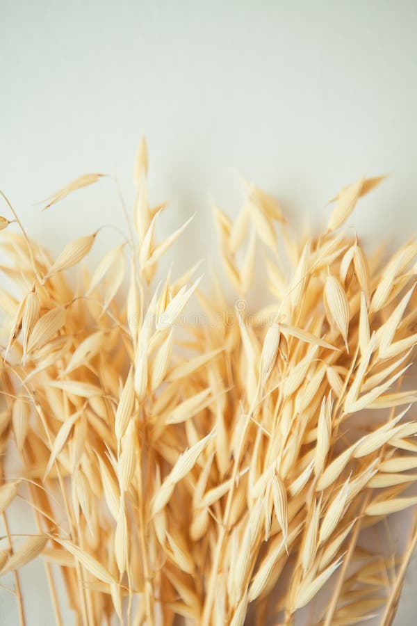 Oat Ears on White Background. Oat Plant Close Up Stock Image - Image of ...