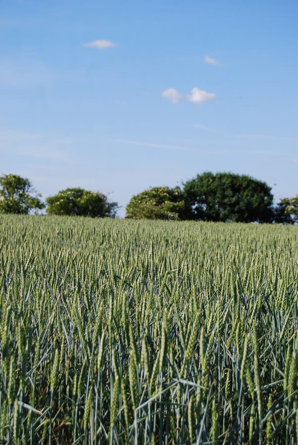 Oat field stock image. Image of cereals, agriculture - 12651663