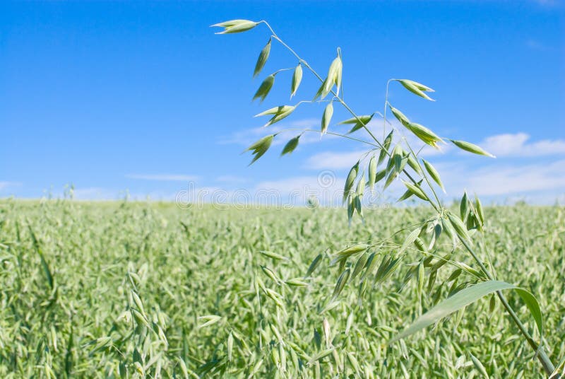 Oat in the field stock image. Image of healthy, food - 21738113