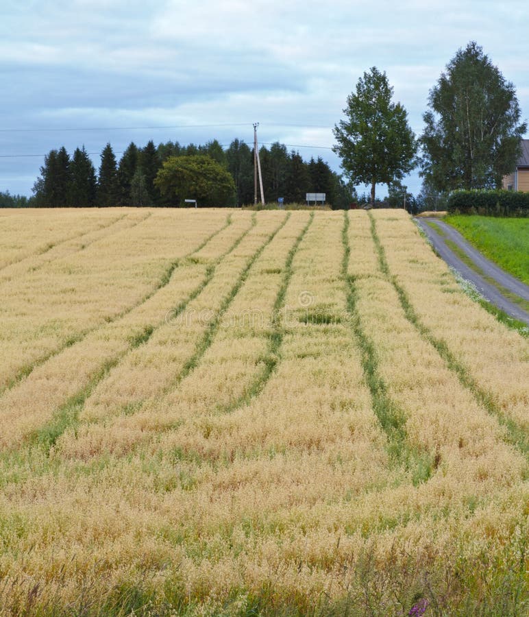 Oat field stock photo. Image of travel, scenery, clear - 26093884