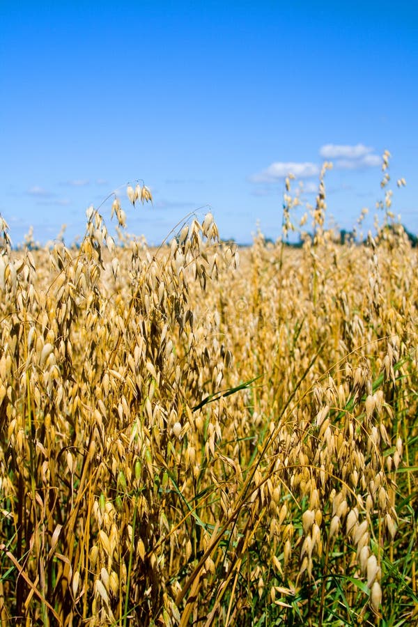 Oat field stock image. Image of crop, farming, hill, countryside - 10343221