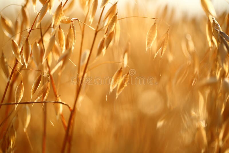 Oat field stock image. Image of nature, seed, yellow - 32666863