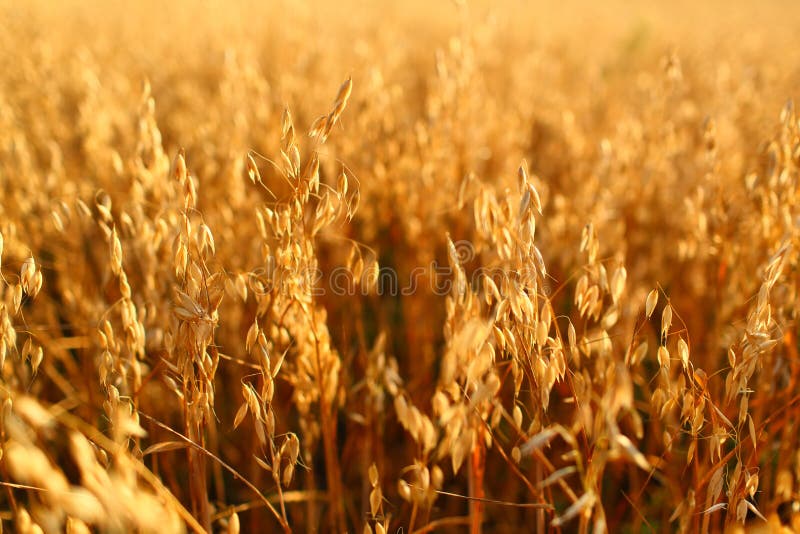Oat field stock image. Image of nature, seed, yellow - 32666863
