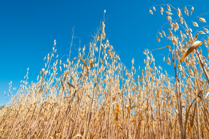 Oat field stock image. Image of gold, land, fields, harvesting - 38023995