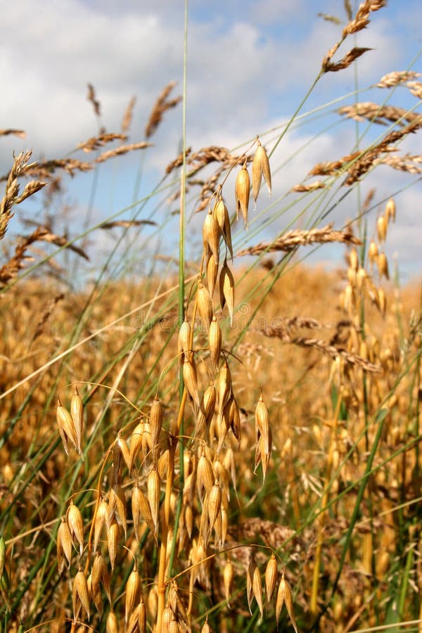 Oat field stock photo. Image of field, ripe, summer, crops - 7501550