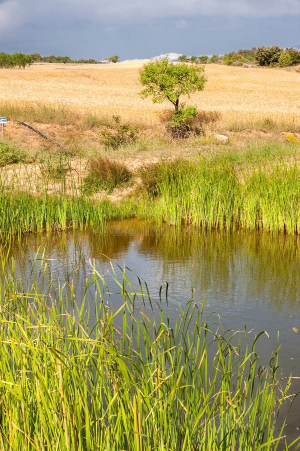 Oat Field and Almond Trees stock image. Image of ports - 42642599