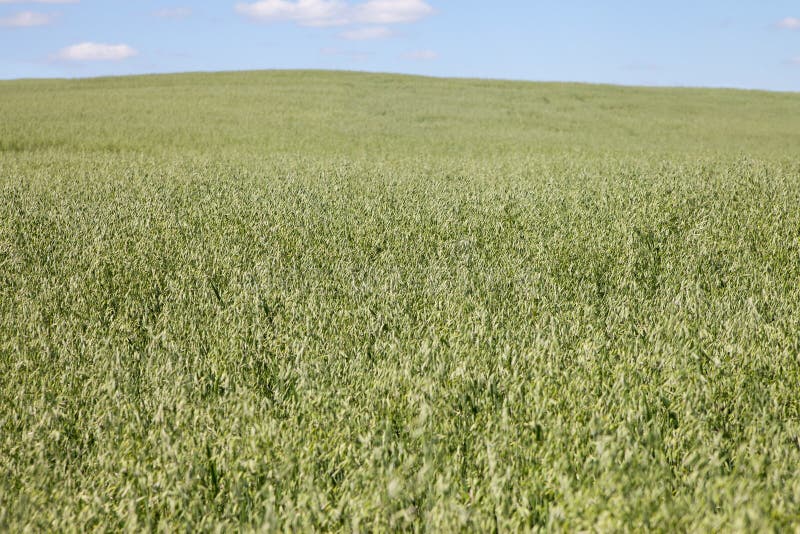 Oat field. stock image. Image of landscape, pasture, grass - 42408711