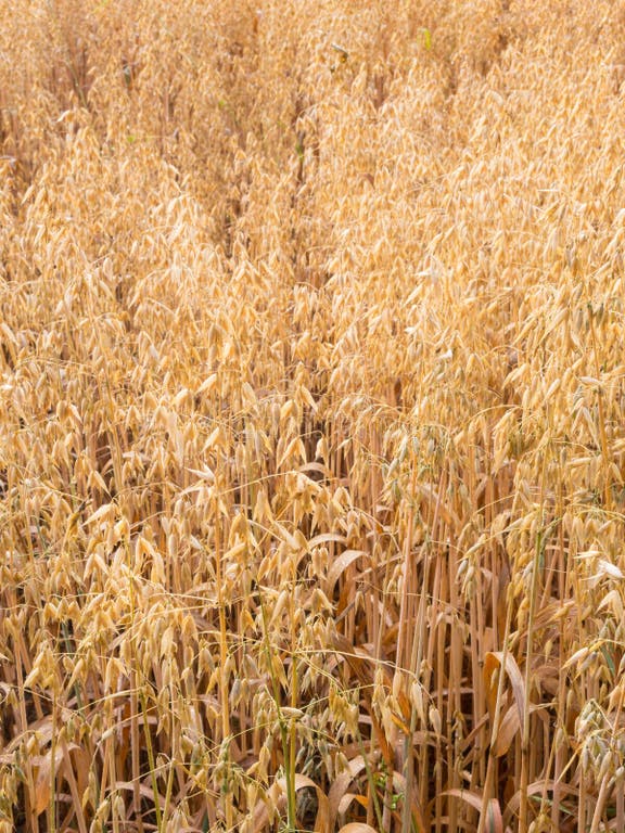 Oat field stock image. Image of water, cereals, grain - 32991079